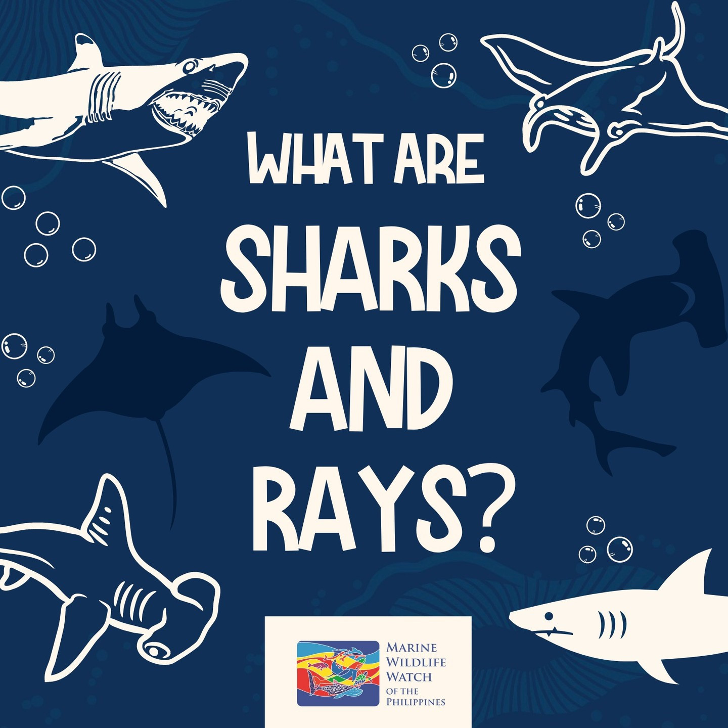 What Are Sharks and Rays?